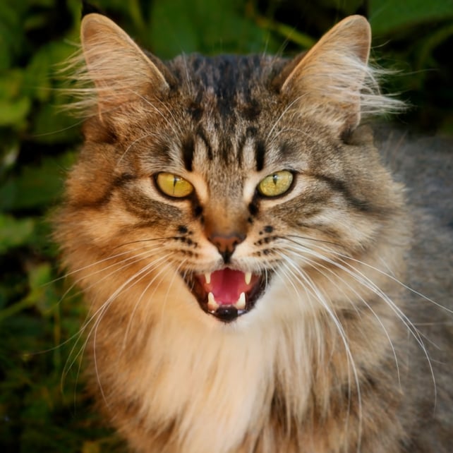 Waarom blaast mijn kat veel? Oorzaken en oplossingen